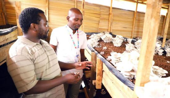 【Chinese Juncao technology to help Africa achieve sustainable ...